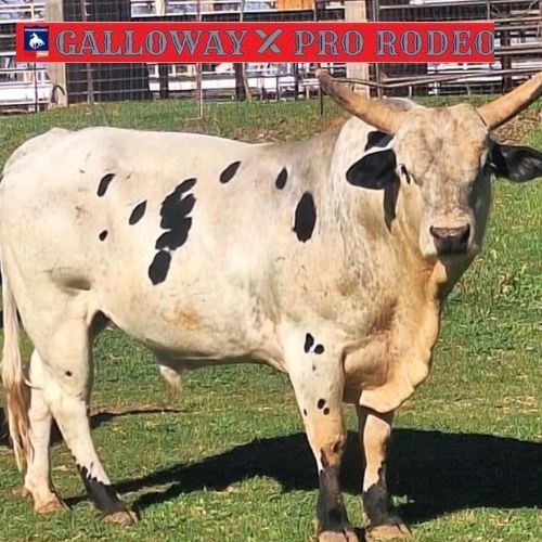 Casey Cooley | Galloway Pro Rodeo LLC