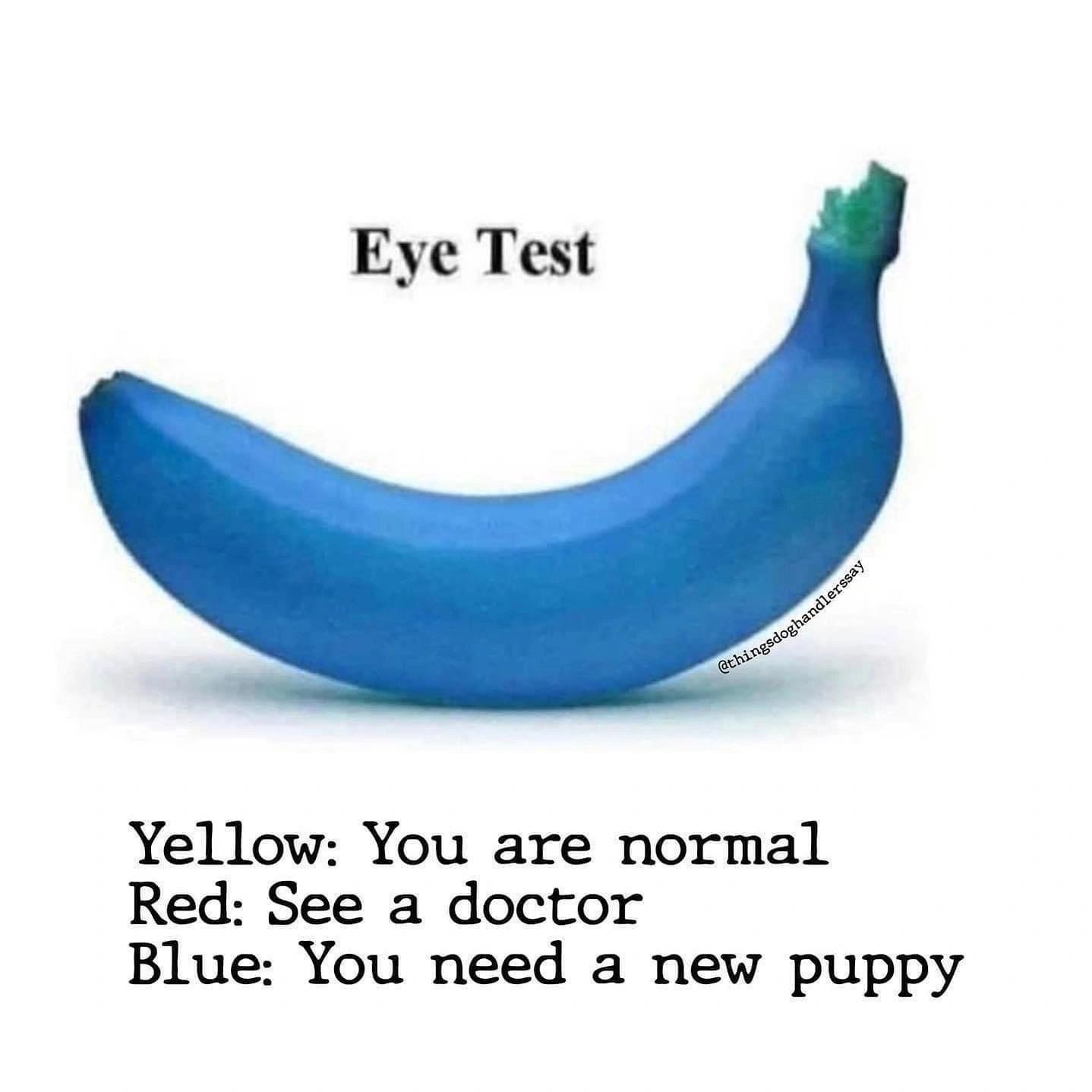 Puppy pricing | KSchott Kennels