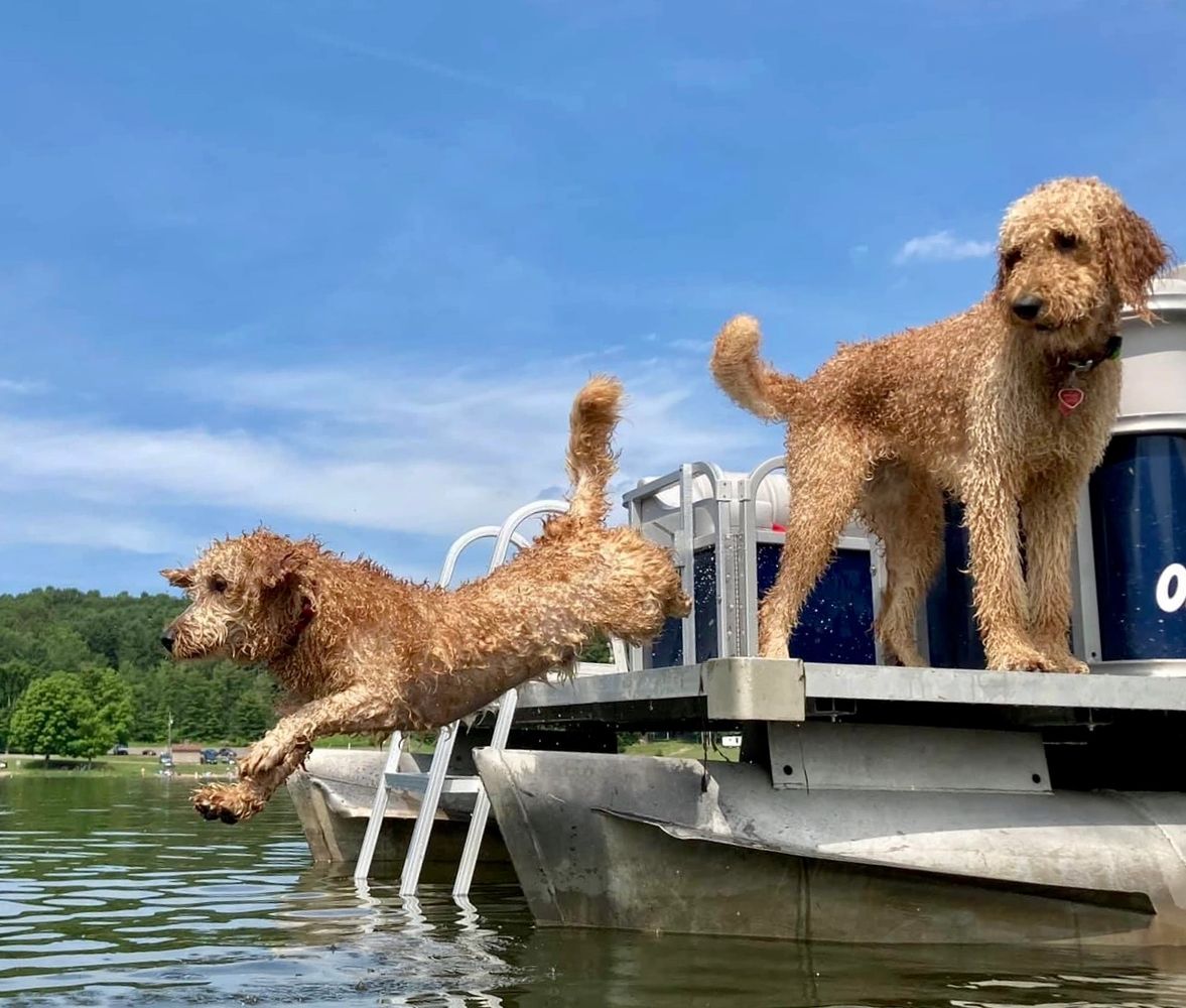 KSchott Kennels - Goldendoodle, Puppies