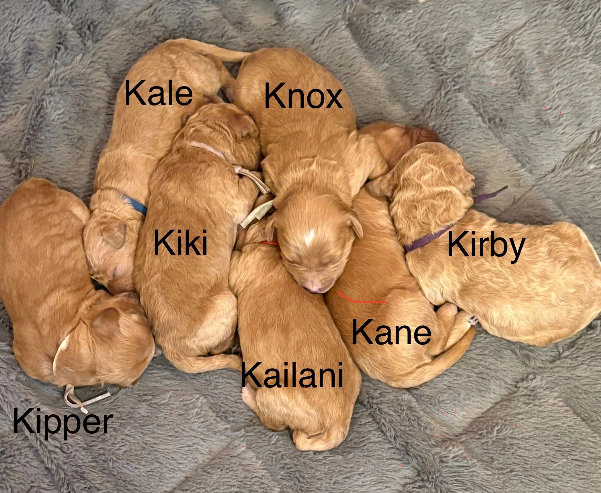 Puppy pricing | KSchott Kennels