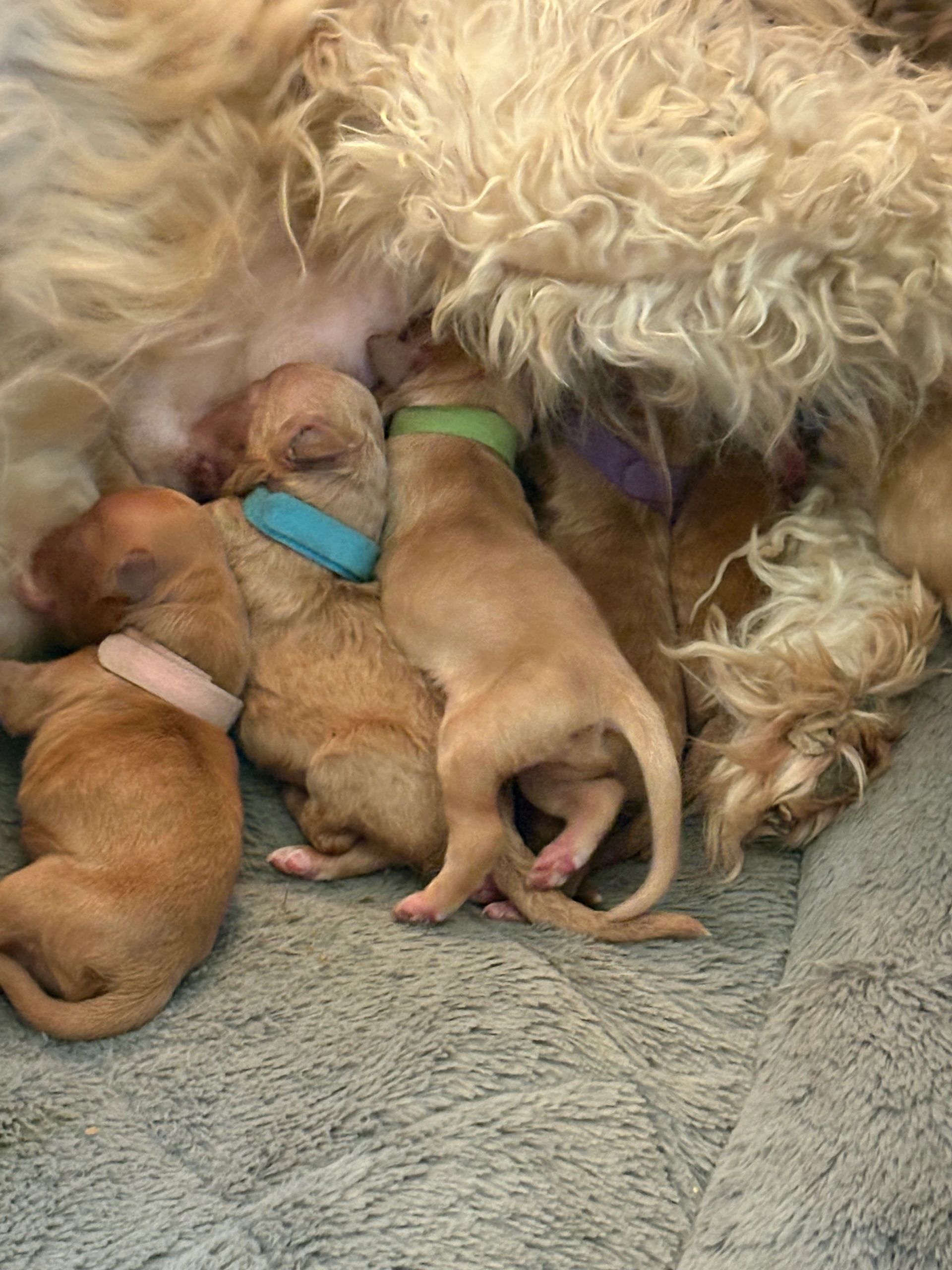 Puppy pricing | KSchott Kennels