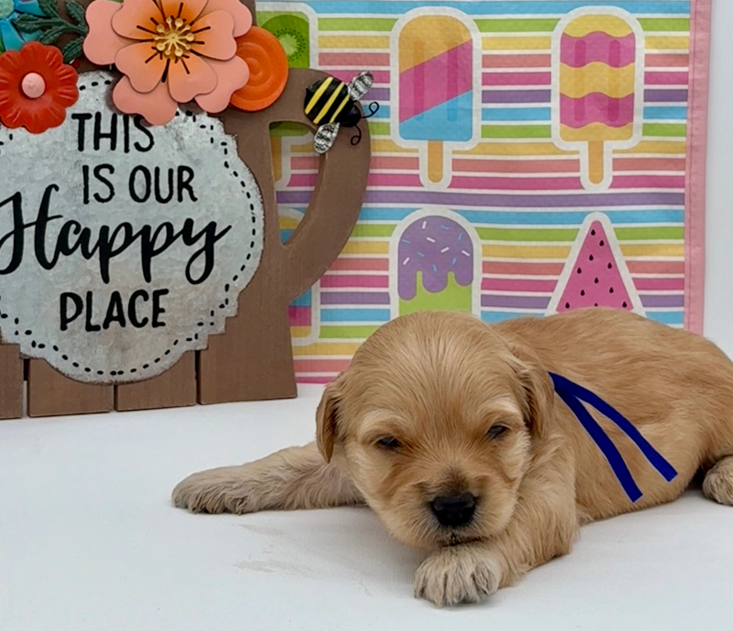 KSchott Kennels - Goldendoodle, Puppies