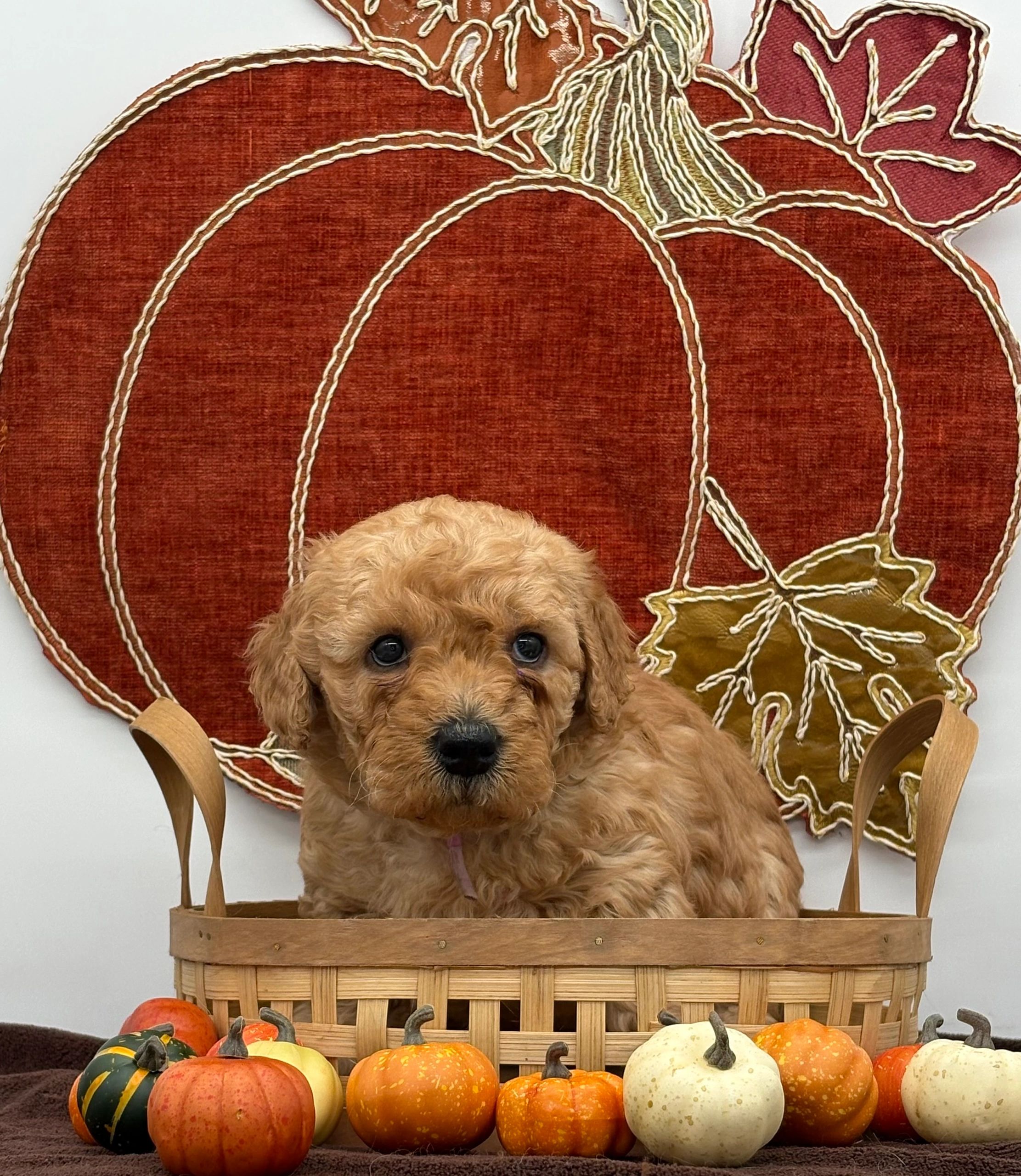 KSchott Kennels - Goldendoodle, Puppies