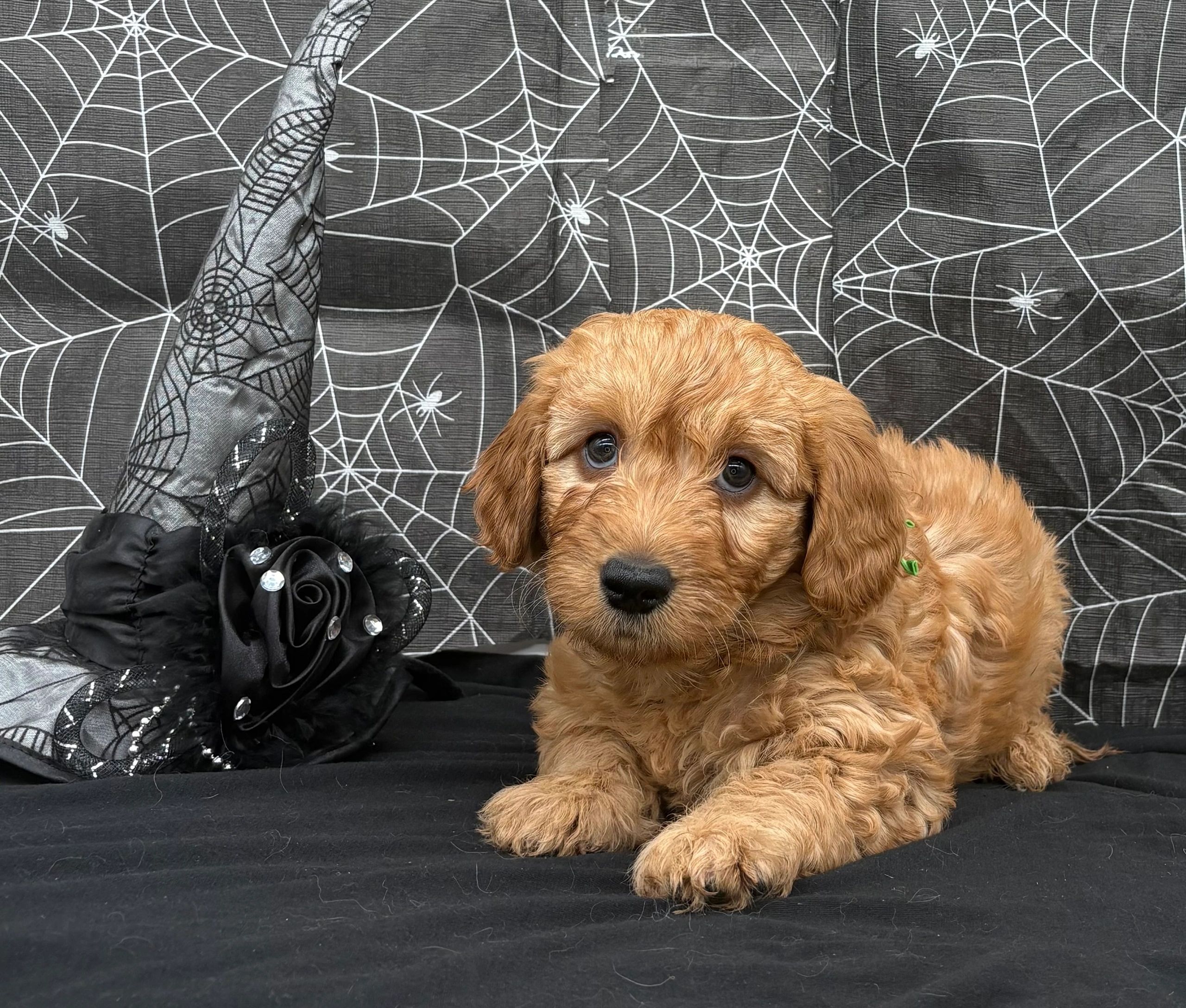 Puppy pricing | KSchott Kennels