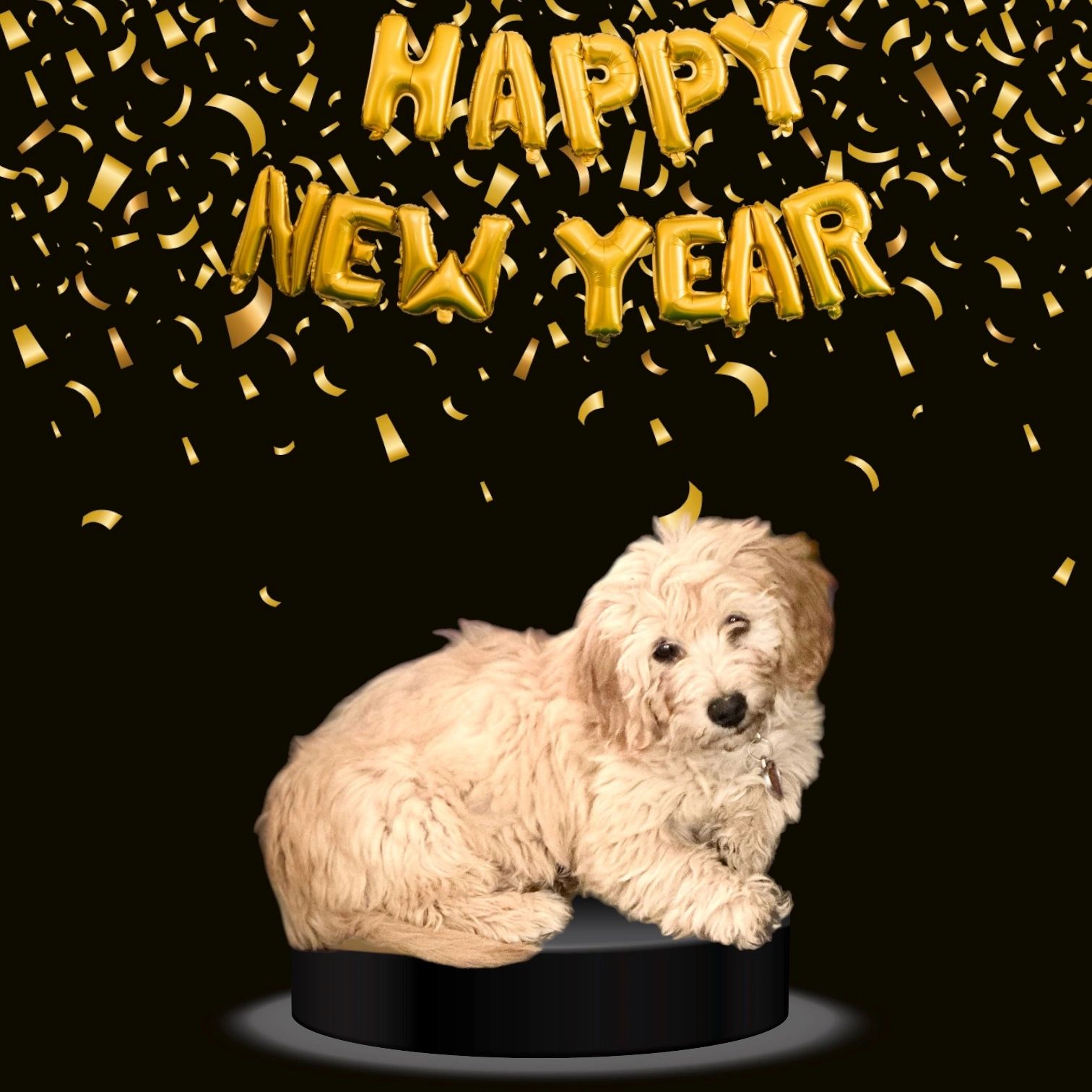 KSchott Kennels - Goldendoodle, Puppies