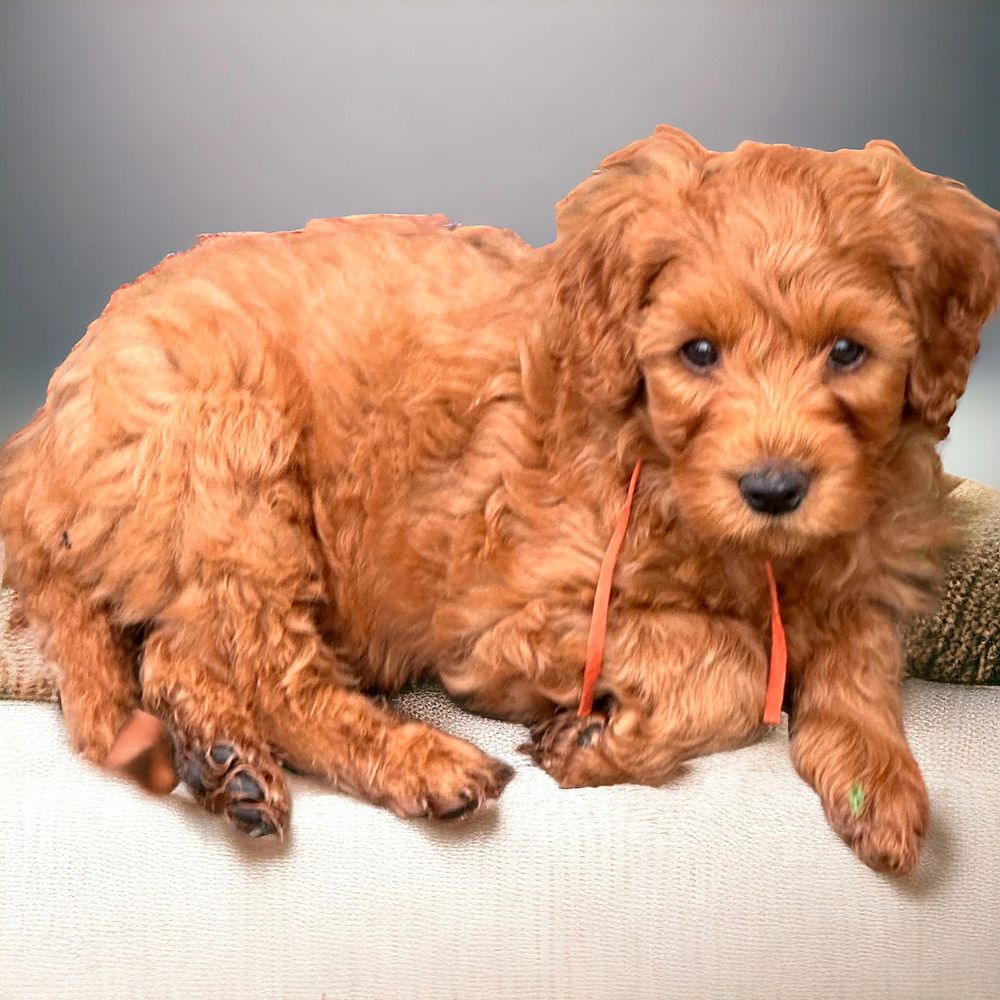KSchott Kennels - Goldendoodle, Puppies