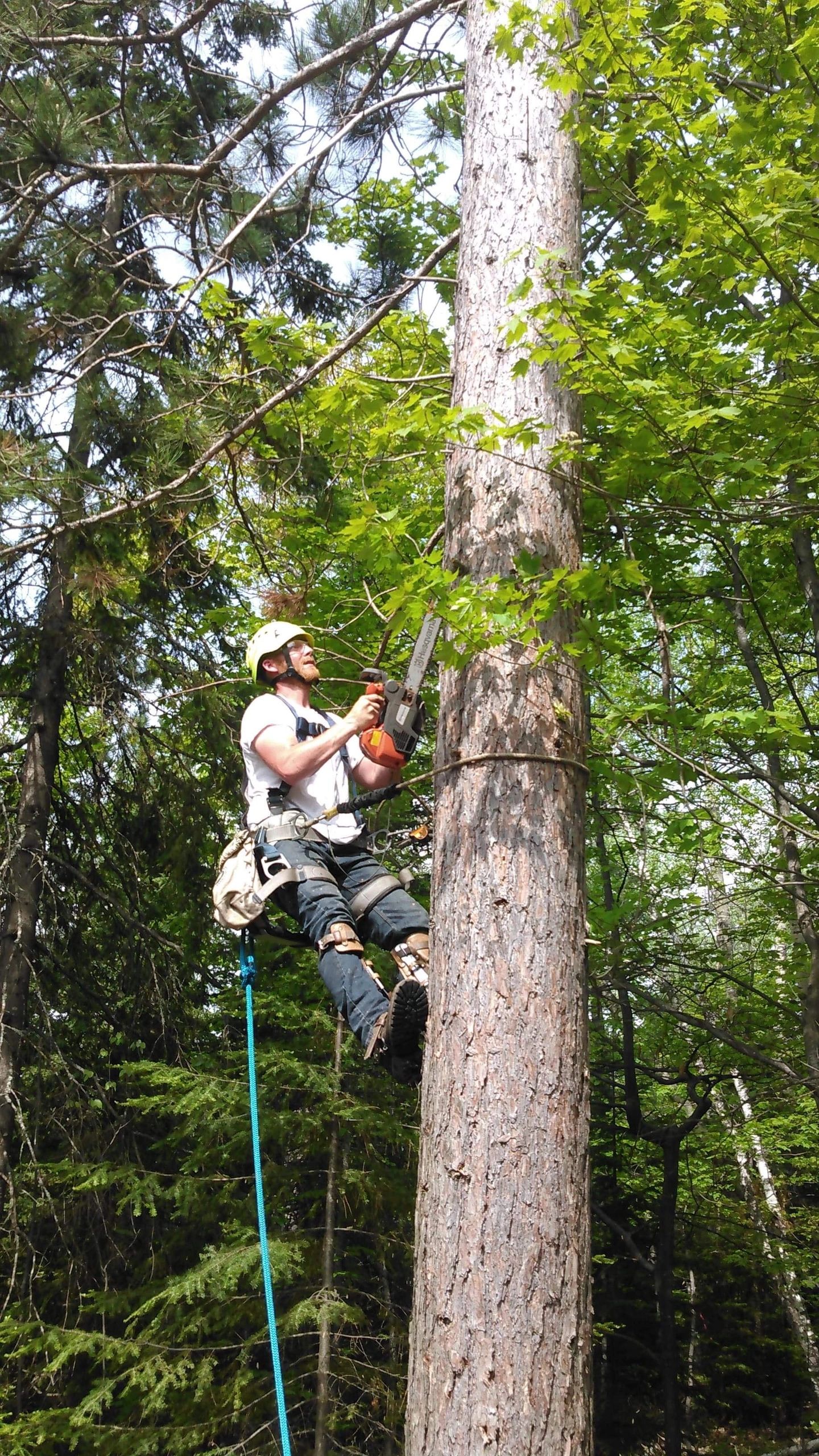 UP Tree Services, LLC
