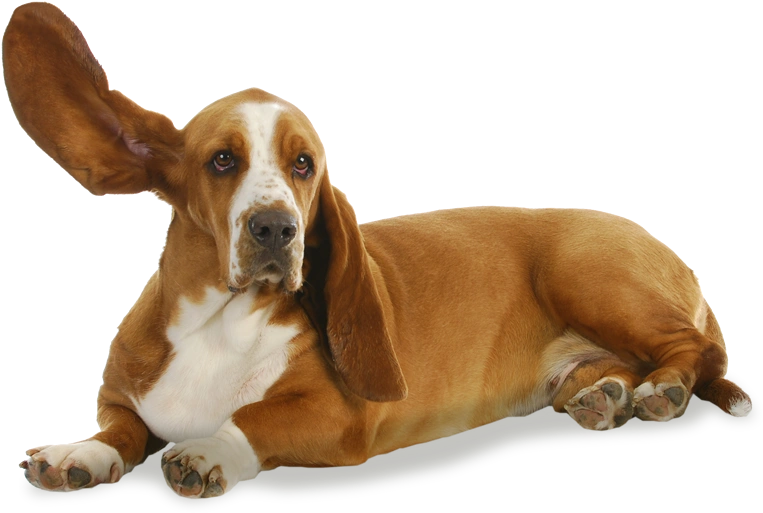 Good Dawg Training - Private Dog Training, Good Dawg Training