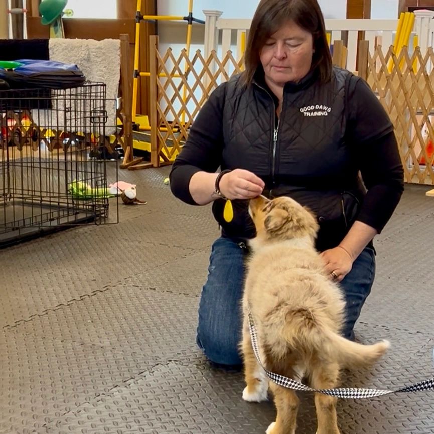 Good Dawg Training - Private Dog Training, Positive Reinforcement