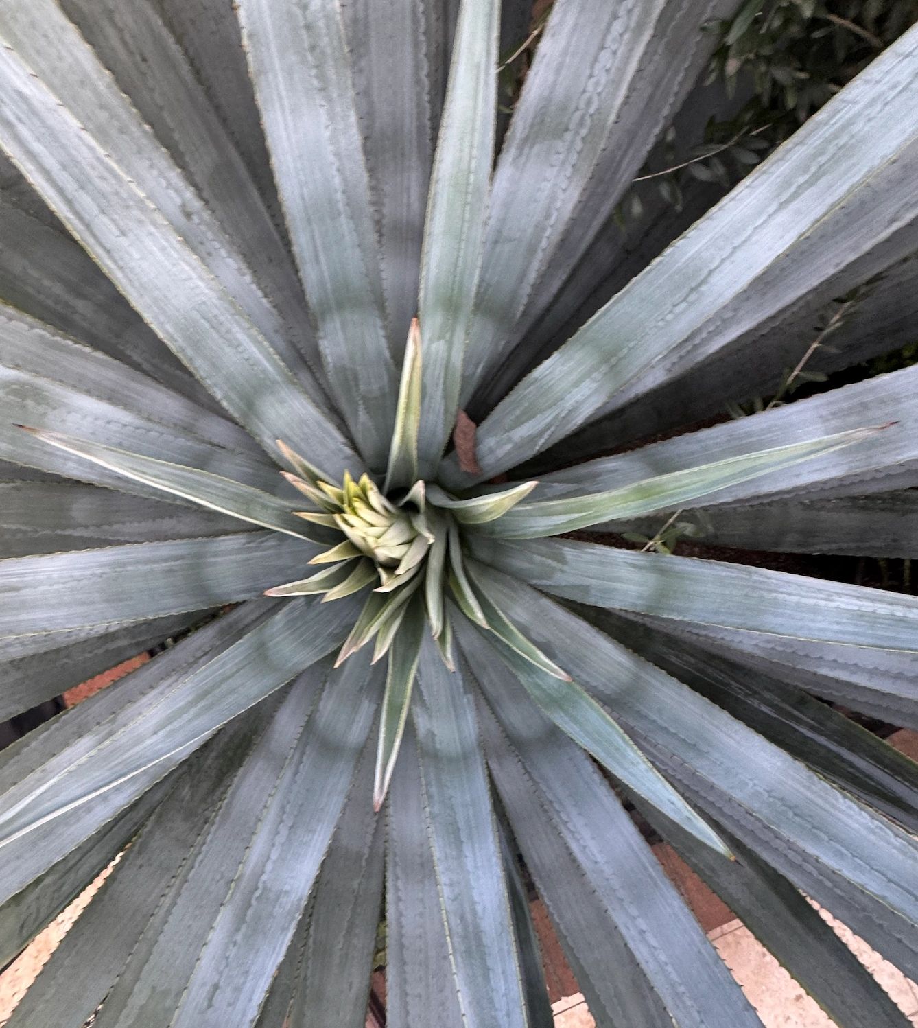 From Seed to Bottle.Drink Azulito.