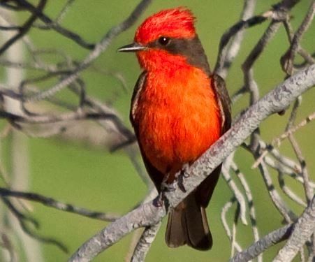 The Red Bird and the Golfers