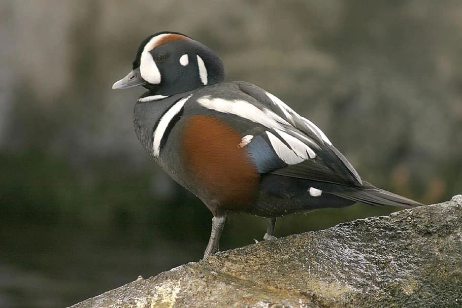 Birding in Iceland