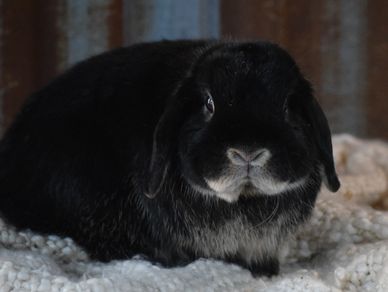 Holland Lop Rabbits, Bunnies - Double G & L - Sabetha, Kansas