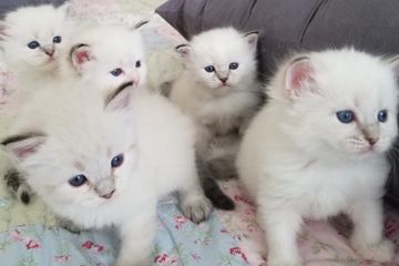Kittens Available | Kiss From a Rose Siberian Cattery