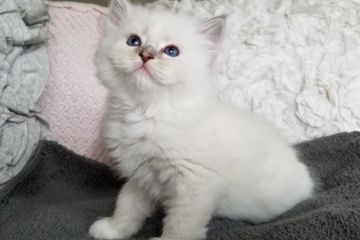 Kittens Available | Kiss From a Rose Siberian Cattery