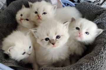 Kittens Available | Kiss From a Rose Siberian Cattery