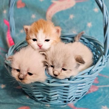 Kittens Available