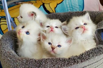 Kittens Available | Kiss From a Rose Siberian Cattery
