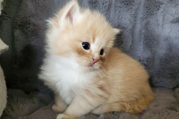 Kittens Available | Kiss From a Rose Siberian Cattery