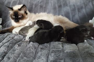 Kittens Available | Kiss From a Rose Siberian Cattery