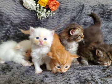Kittens Available