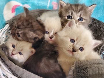 Kittens Available