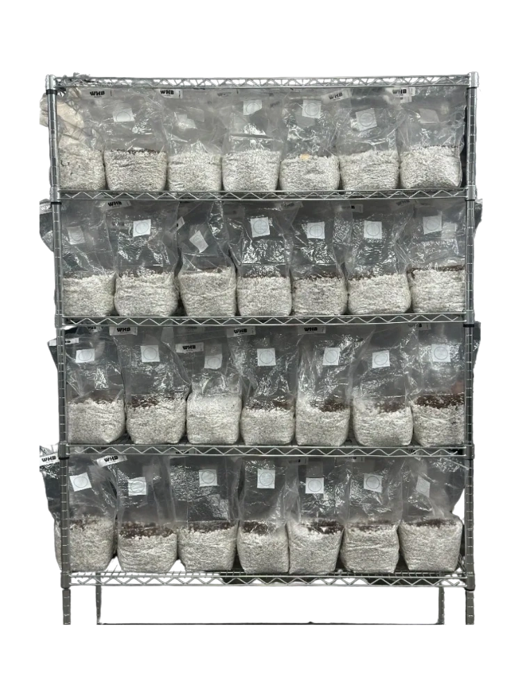 Colonized Spawn Bags