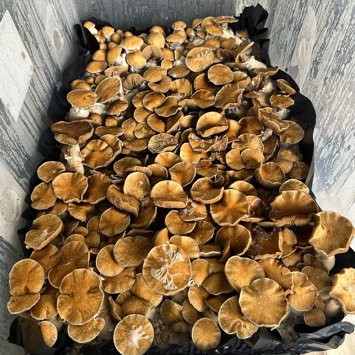 BMR 10ml Liquid Culture