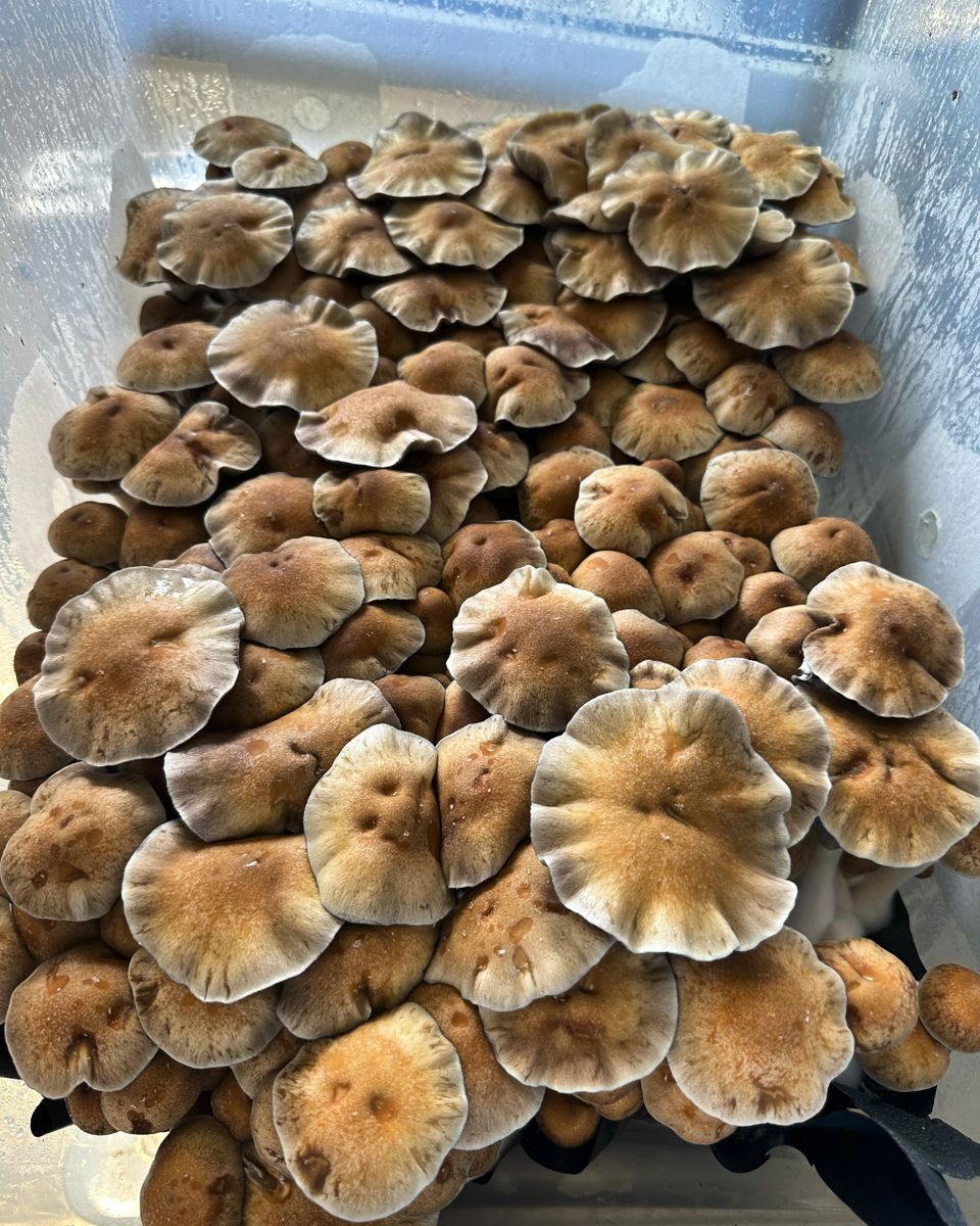 Hillbilly G1 10ml Liquid Culture