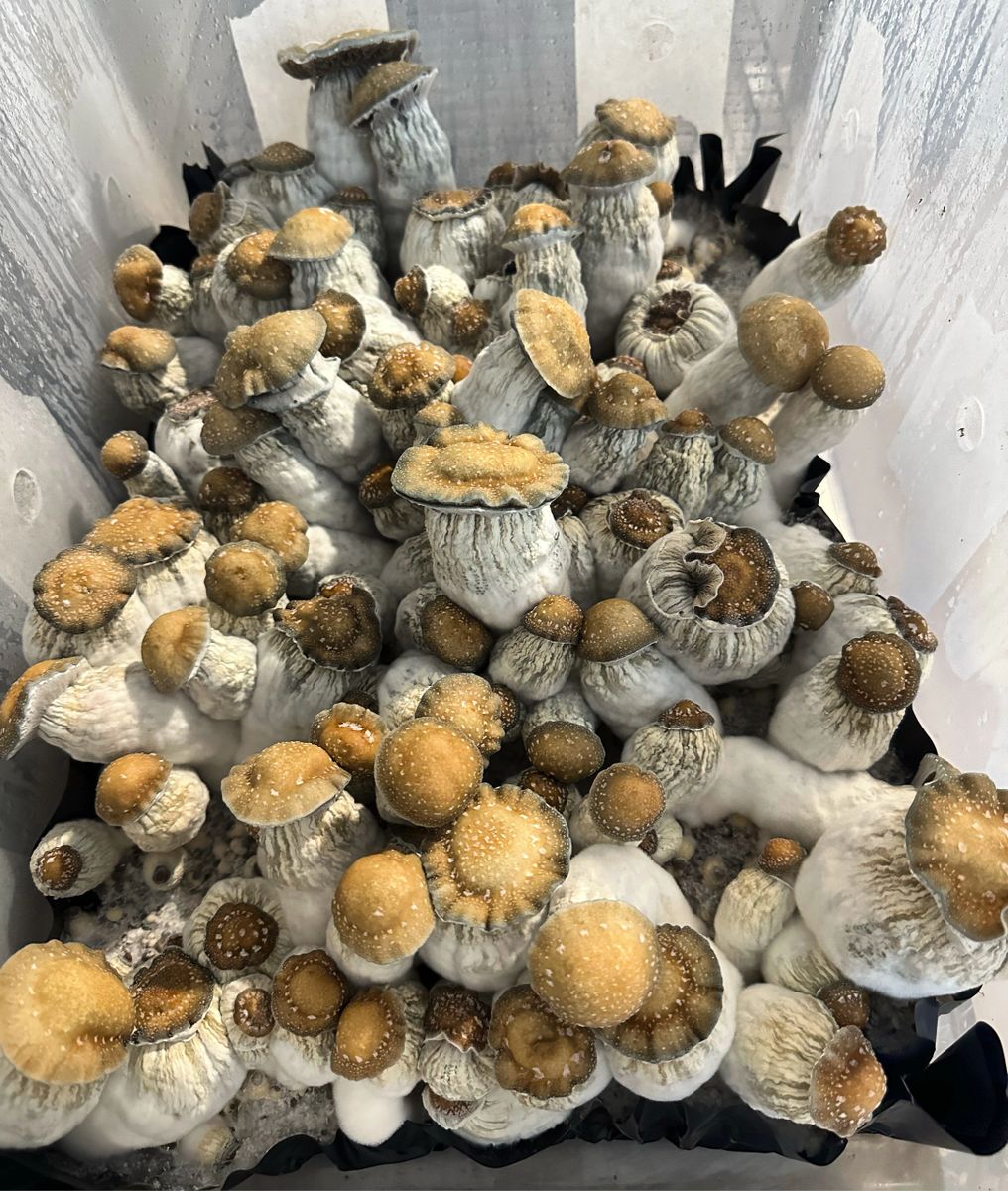 MelMak 10ml Liquid Culture