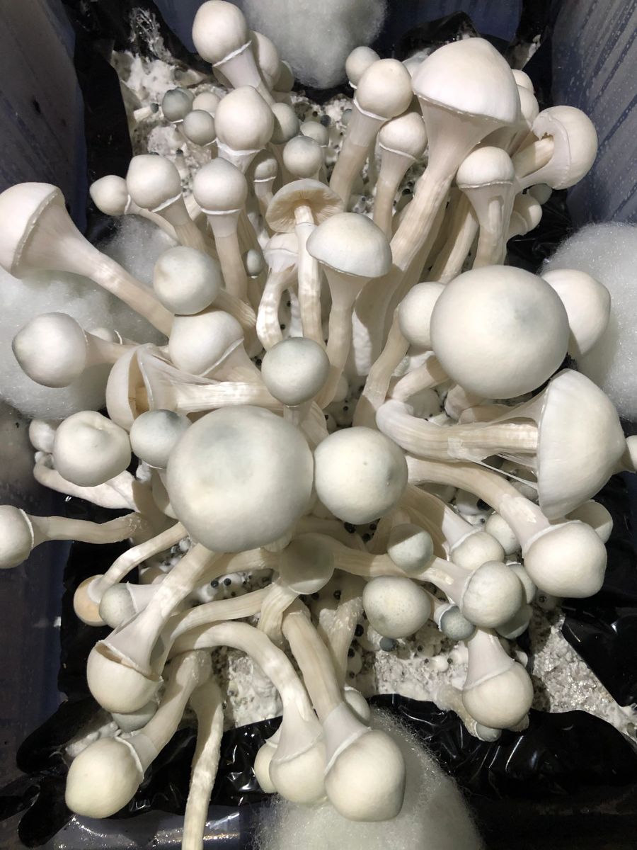 Albino Louisiana Cubensis G1 10ml Liquid Culture