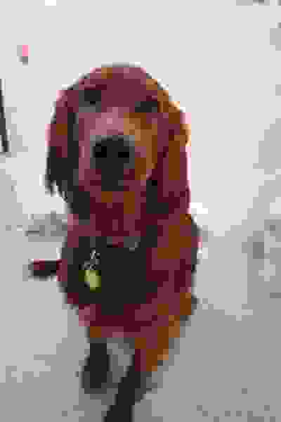 Little Ark DogGrooming