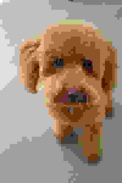 Little Ark DogGrooming