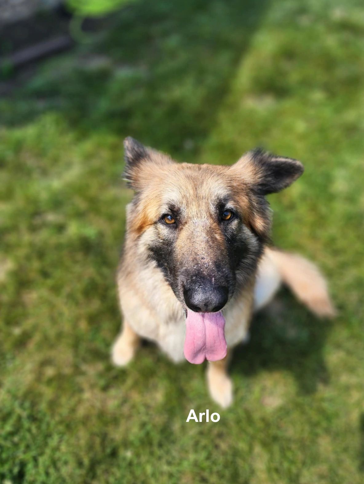 Tails In Transit Rescue