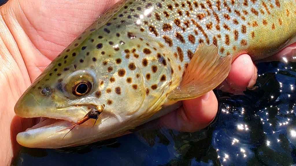 Catch 13 Fishing