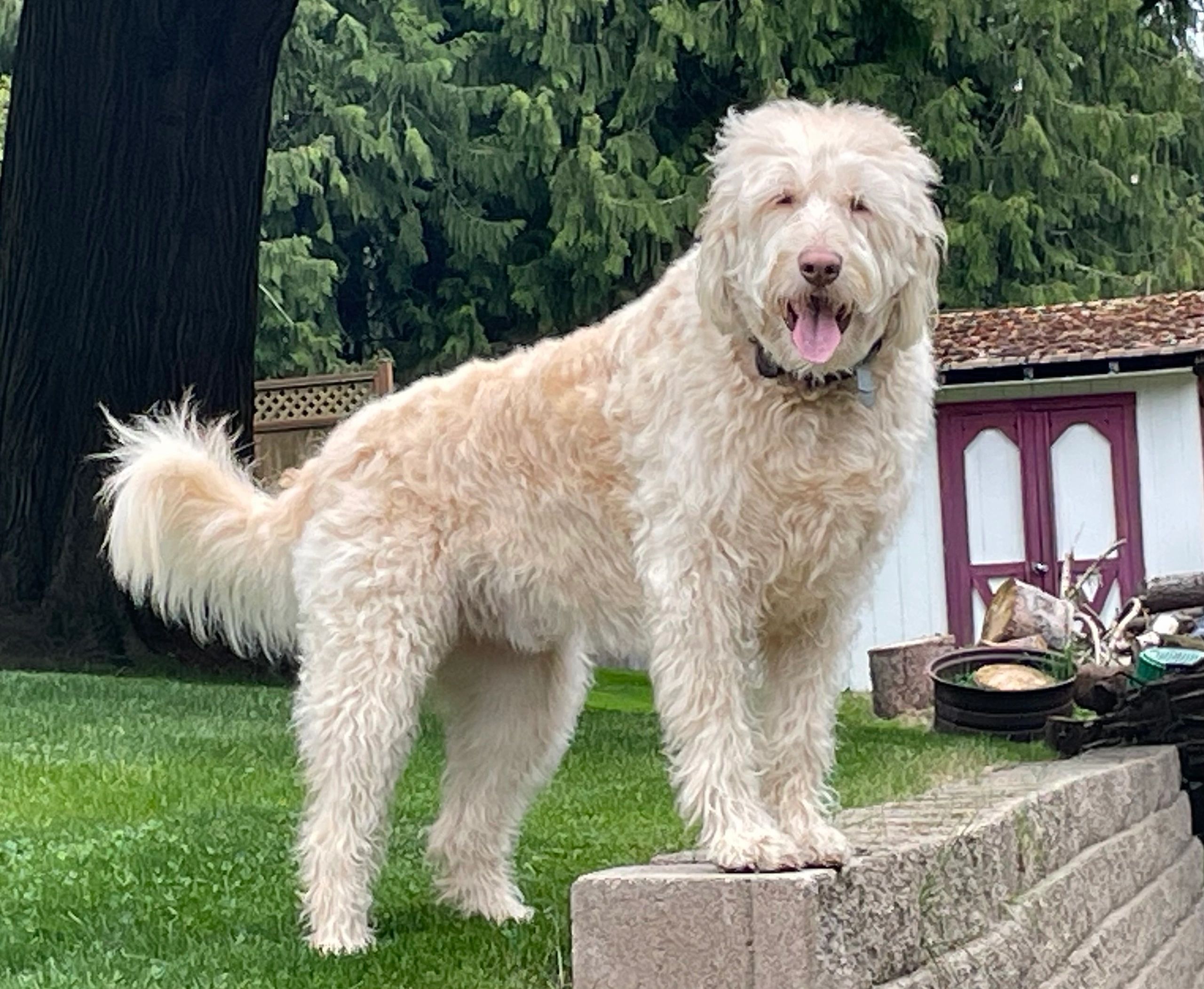 Cooper Pup