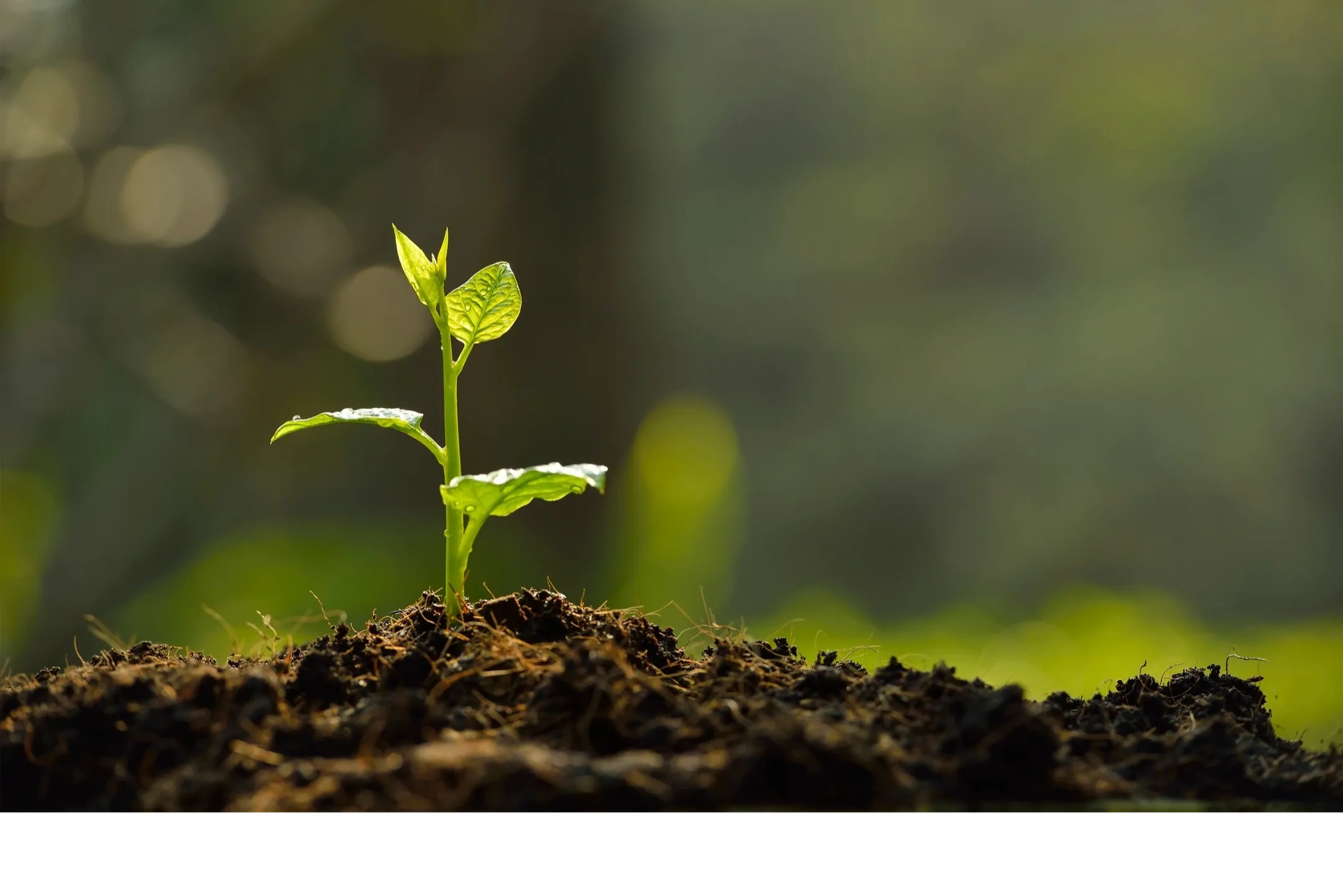 Home - Hailey Palos- Palos Practice- Roseville Therapist