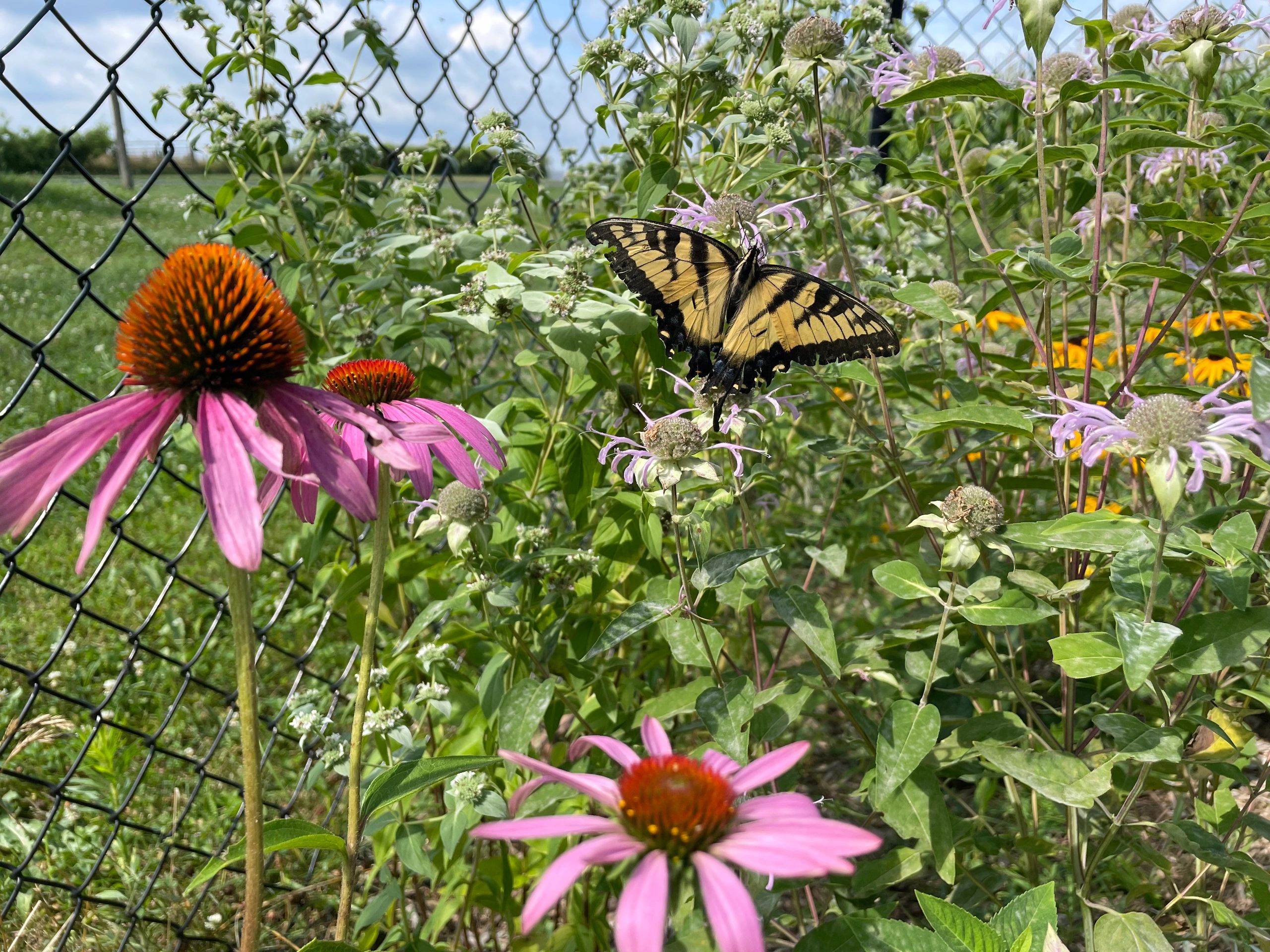 Roc Native Landscape | Rochester, NY