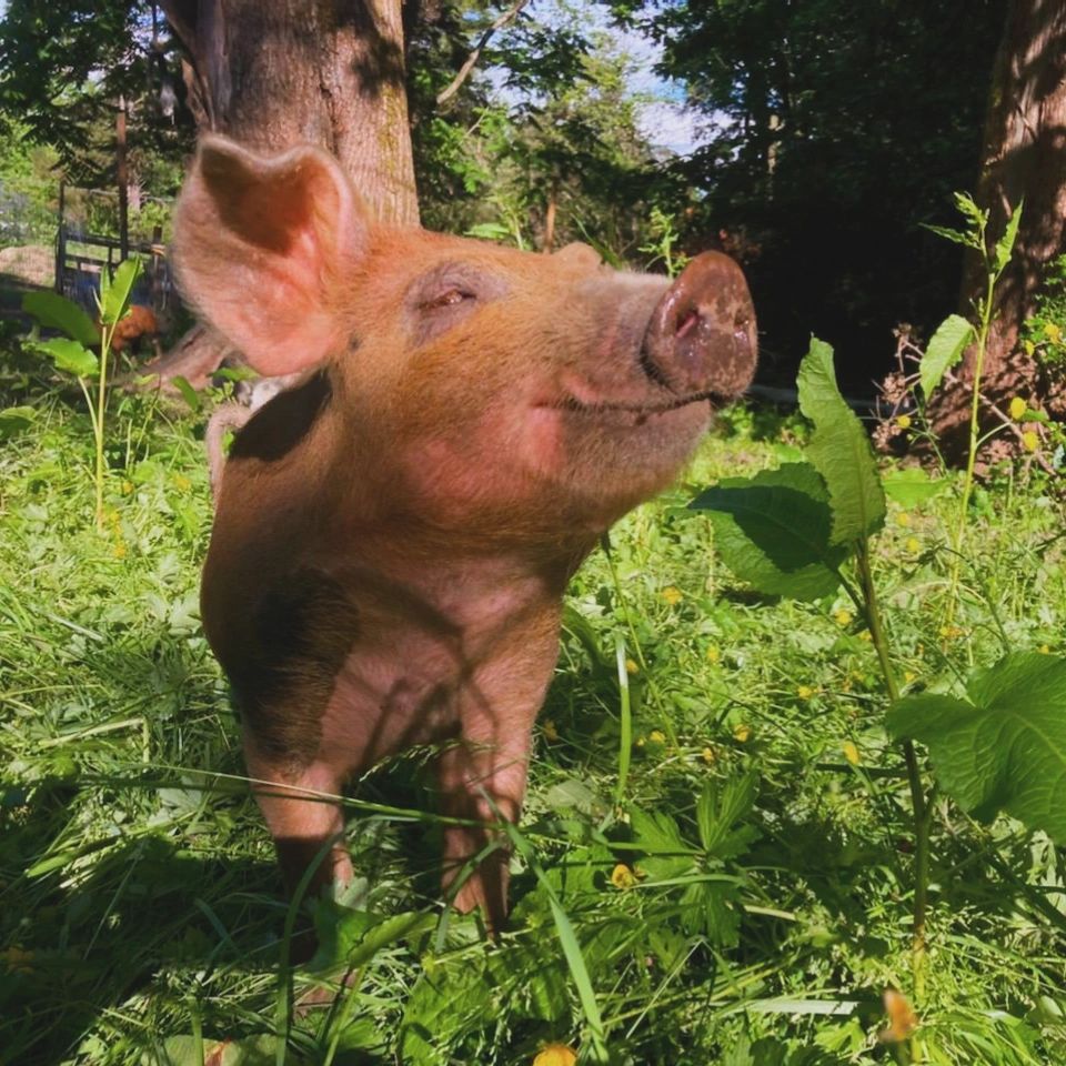 Lazy acres heritage pork