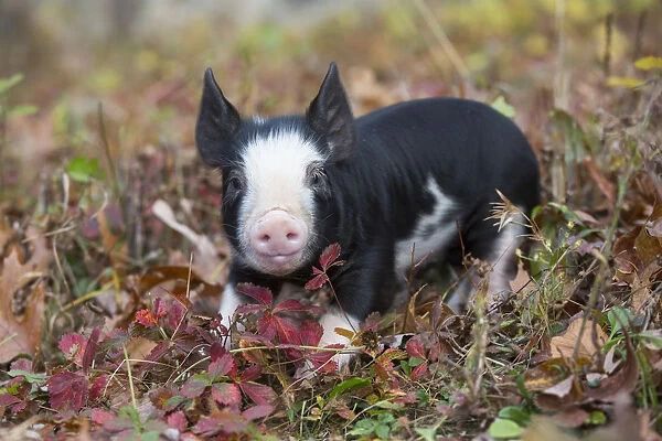 Lazy acres heritage pork