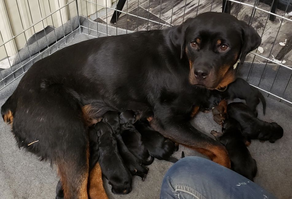 Bianca | Miniature Rottweilers