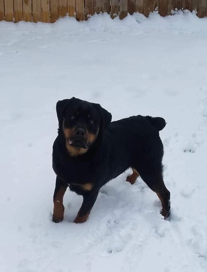 Miniature Rottweilers - Miniature Rottweilers, Standard Rottweilers