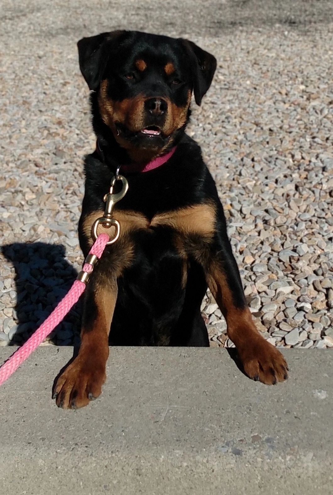 Mini Rottweiler Mix