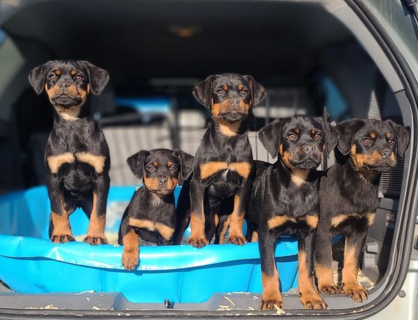 toy rottweiler breed