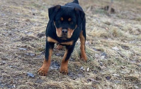 Miniature Rottweiler Puppies - Miniature Rottweilers | Miniature ...