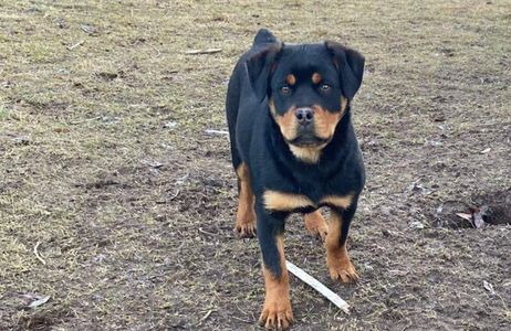 Miniature Rottweiler Puppies - Miniature Rottweilers | Miniature ...