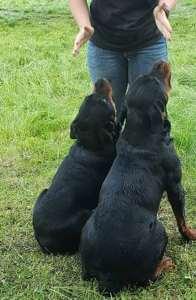 Miniature Rottweilers - Miniature Rottweilers, Standard Rottweilers