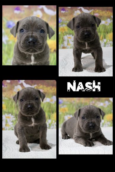 Walnut Creek Puppies - Cane Corso Puppies, Available Now
