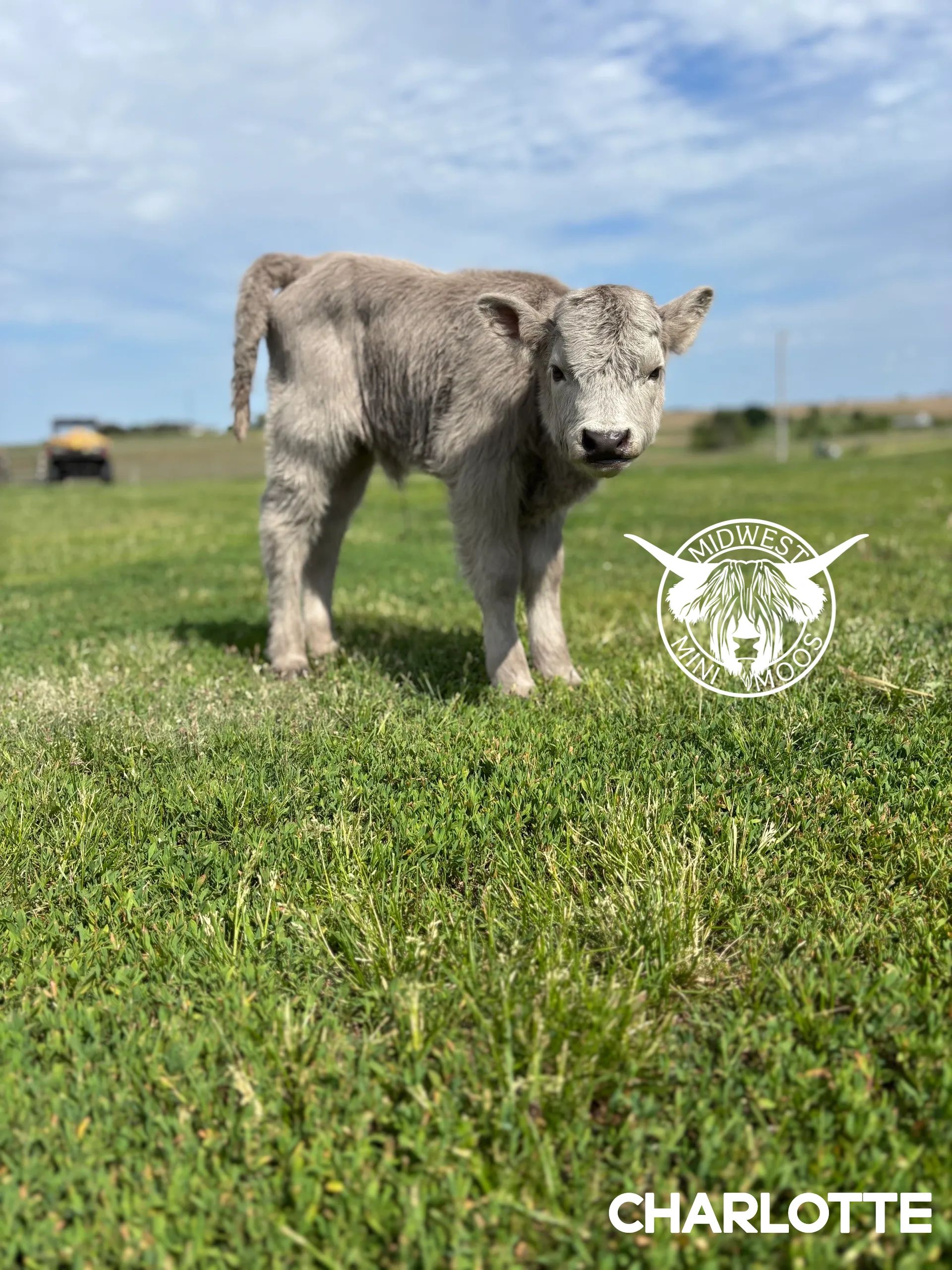 Midwest Mini Moos - Home