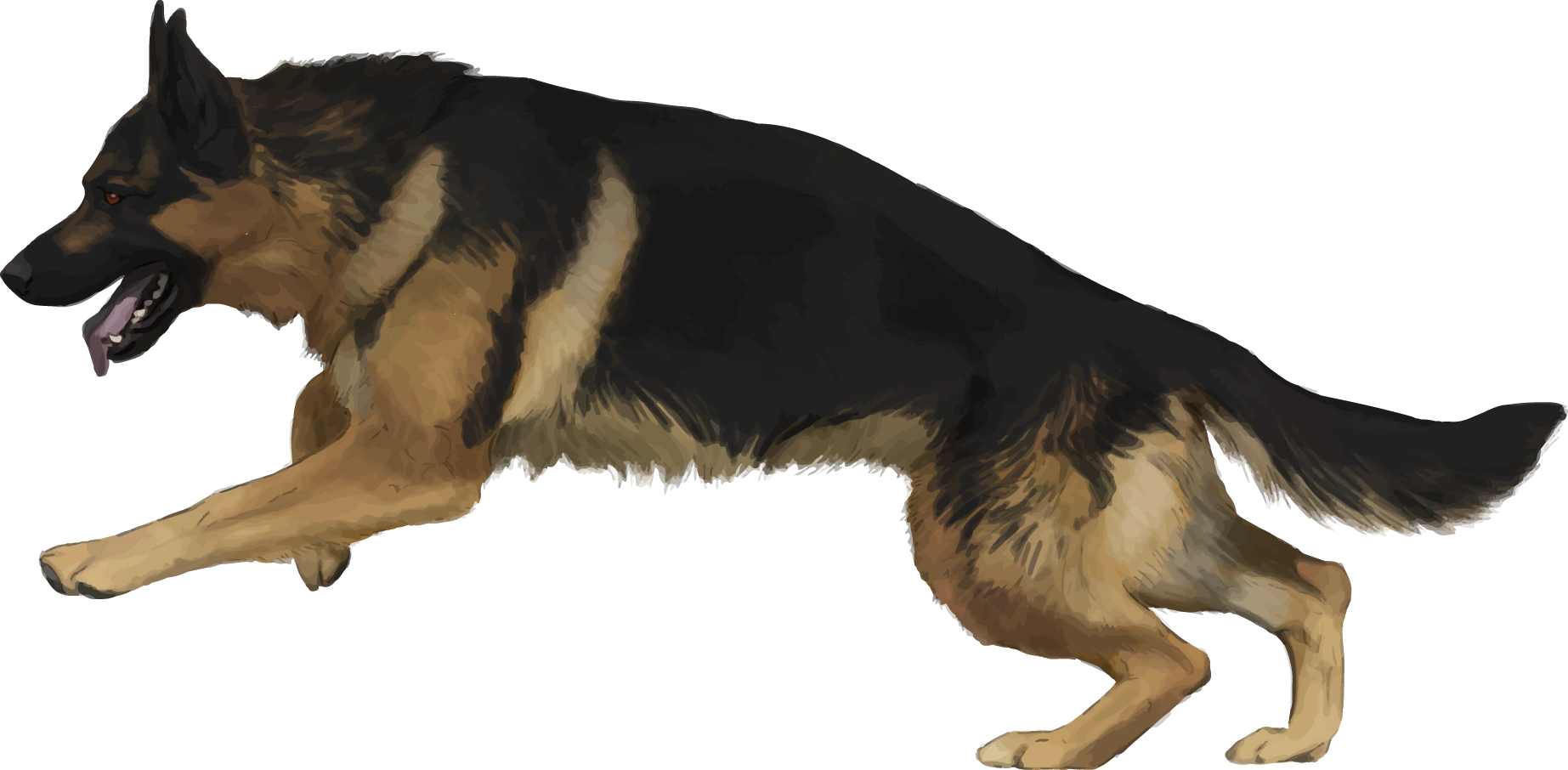 Bicolor German Shepherd